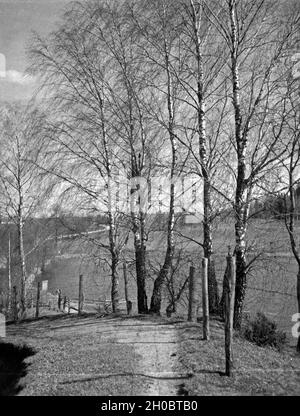 Landschaftsbild mit Birkenbäumen bei Treuburg in Masuren, Ostpreußen ...