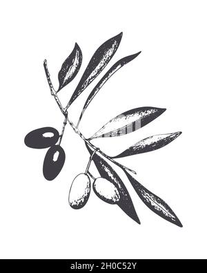 Olive branch, leaves and olives vector glyph icon. Graph symbol for ...