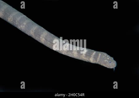 Marine File Snake (Acrochordus granulatus), nocturnal, non-venomous ...