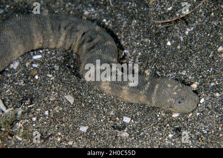 Acrochordus granulatus Snake , little file snake , marine file snake ...