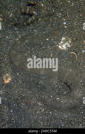 Acrochordus granulatus Snake , little file snake , marine file snake ...