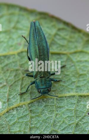 Beech splendour beetle (Agrilus viridis), Fontaine la Mallet, Normandy ...