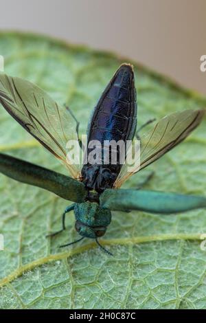 Beech splendour beetle (Agrilus viridis), Fontaine la Mallet, Normandy ...