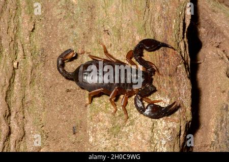 Euscorpius flavicaudis or Tetratrichobothrius flavicaudis, or the ...