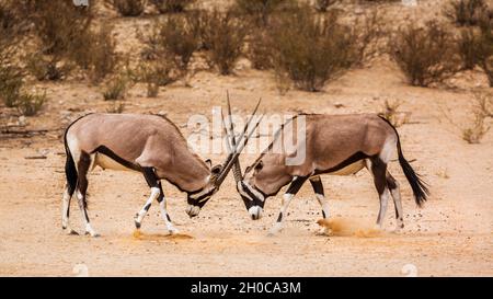 A pair of Gemsbok (Oryx) in the Kgalagadi Transfrontier National Park ...