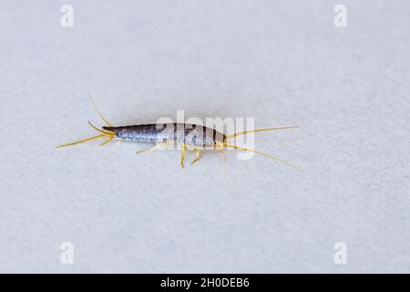 A silverfish or bookworm on a white background Stock Photo - Alamy