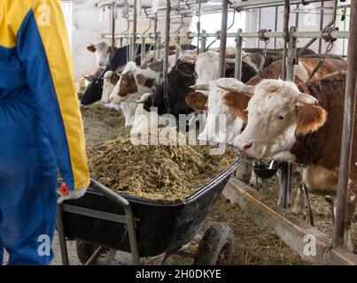 Farmer pushing wheelbarrow with silage to feed cows in stable Stock ...