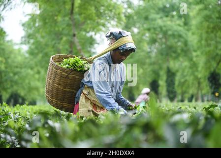 Workers pick tea leaves at a tea garden in Yichang City, central China ...