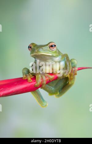 Malayan flying frog on red flower Stock Photo - Alamy