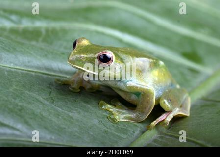 Malayan flying frog on a big leaf Stock Photo - Alamy
