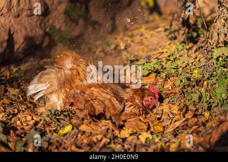 Happy female chicken sunbathing and sand bathing in a free range meadow ...