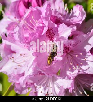 Wasp bathing in the sunshine on a pink azalea Stock Photo - Alamy