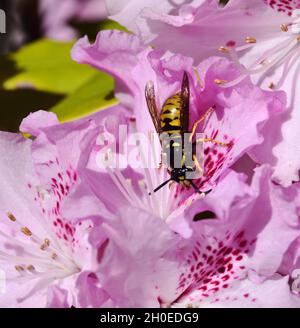 Wasp bathing in the sunshine on a pink azalea Stock Photo - Alamy