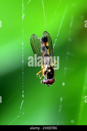 A honey bee trapped in a spider's web in a garden in Lincoln, New ...