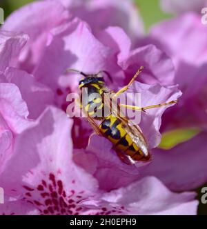 Wasp bathing in the sunshine on a pink azalea Stock Photo - Alamy
