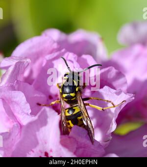 Wasp bathing in the sunshine on a pink azalea Stock Photo - Alamy