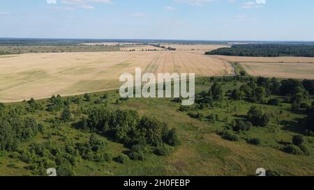 Small green grove, aerial view. Trees in a young forest, landscape ...