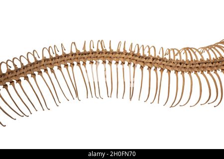 science reptile bone snake skeleton anatomy spine backbone science ...