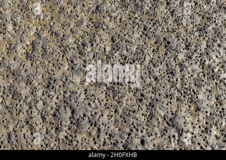 Ghost Shrimp, Neotrypaea californiensis, burrows at low tide in the ...