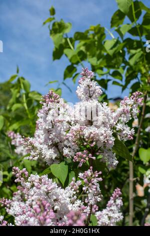 Syringa flower lilac blossom natrual color background photography Stock ...