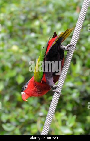The purple-bellied lory (Lorius hypoinochrous) is a species of parrot ...