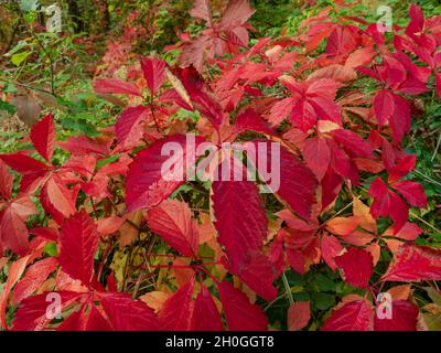 Autumn morning. Red leaves of virginia creeper covered with drops of ...