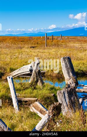 Coastal marsh wetlands in Richmond, British Columbia, Canada Stock ...
