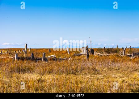 Coastal wetlands and marsh in Richmond British Columbia Canada Stock ...