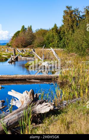 Coastal wetlands and marsh in Richmond British Columbia Canada Stock ...