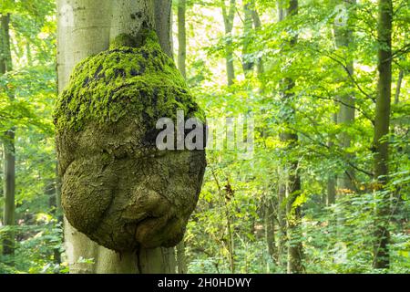 Tree canker on copper beech (Fagus sylvatica), Lauenburg Lakes nature ...