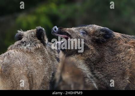 Wild boar fight closeup, one bites the other Stock Photo - Alamy