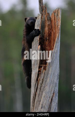 Wolverine climbing a tree Stock Photo - Alamy