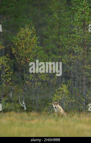 European grey Wolf in the boreal forest in summer Finland Stock Photo ...