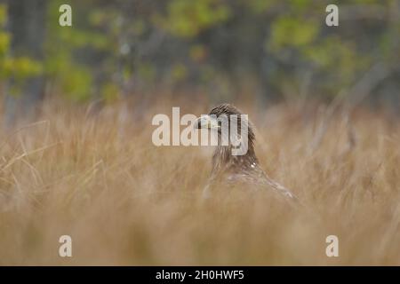 White-tailed eagle in bog Stock Photo - Alamy