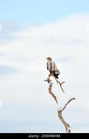 White-tailed eagle on a tree in winter. Bird of prey on a tree Stock ...