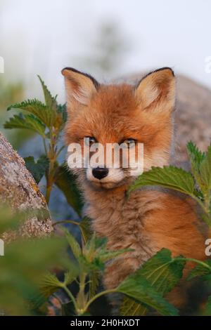 red fox (Vulpes vulpes), Fox puppy in front of den, Heinsberg, North ...