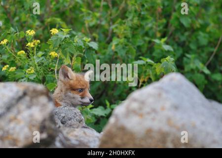 Red fox puppy, rocks, wildlife, nature Stock Photo - Alamy