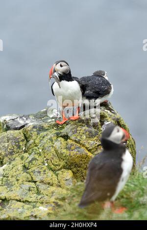 A puffin with fish in its mouth Stock Photo - Alamy