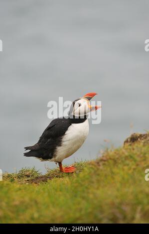 Puffin with its beak open Stock Photo - Alamy