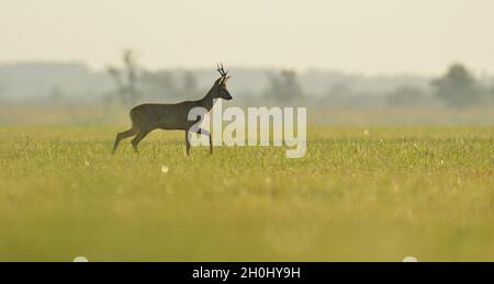 A Roe deer walking in greenery field with blooming flowers Stock Photo ...