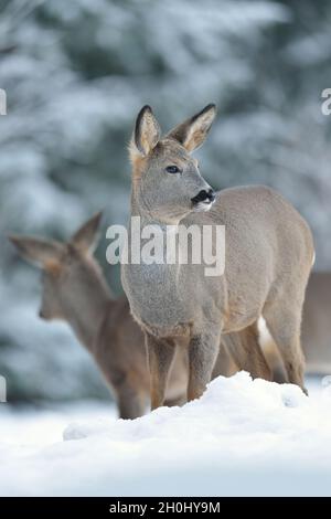 Roe deer on snow in winter. Roe deer buttocks. Roe deer in forest Stock ...