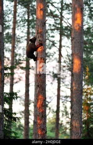 Small bear on the tree Stock Photo - Alamy
