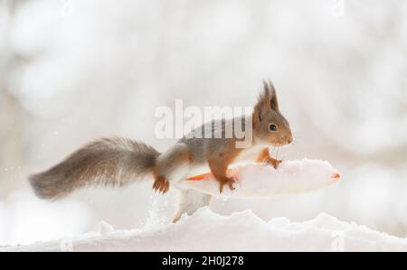Red squirrel is stepping on a snowboard Stock Photo - Alamy