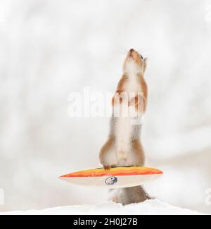 Red squirrel is standing on a snowboard looking up Stock Photo - Alamy