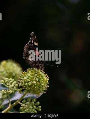 A selective focus shot of red admiral (vanessa atalanta Stock Photo - Alamy