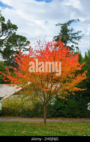 Maple (Acer) trees in beautiful autumn colors line a driveway in ...