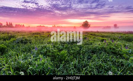 Twilight on a field covered with flowering lupines in spring or early ...