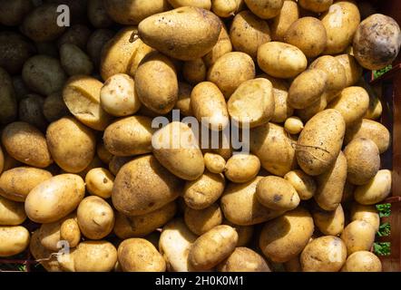 Pile of newly harvested and washed potatoes - Solanum tuberosum on grass. Harvesting potato ...