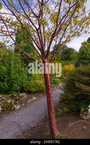 birch bark cherry tree, birchbark cherry, paperbark cherry, or Tibetan ...