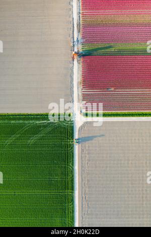 Aerial view of tulip planted fields in the Dronten area. Spring in the ...